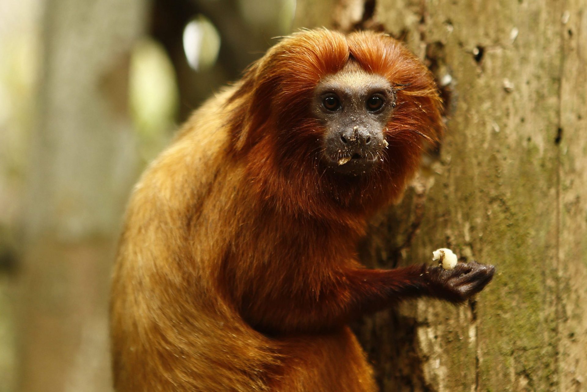 Brazil is home to the world's greatest biodiversity of monkeys ...