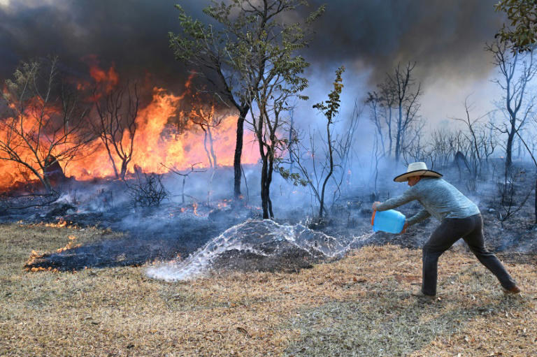 Brazil faces a 79% surge in wildfire devastation in 2024 - Noticias ...