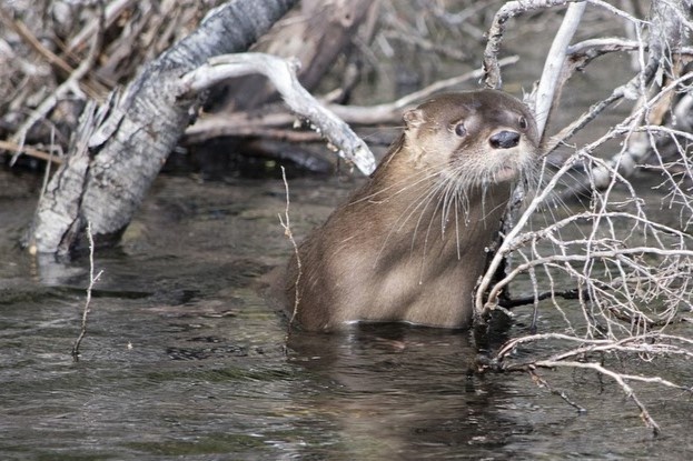 Río Negro: Man arrested for hunting endangered animal - Noticias ...