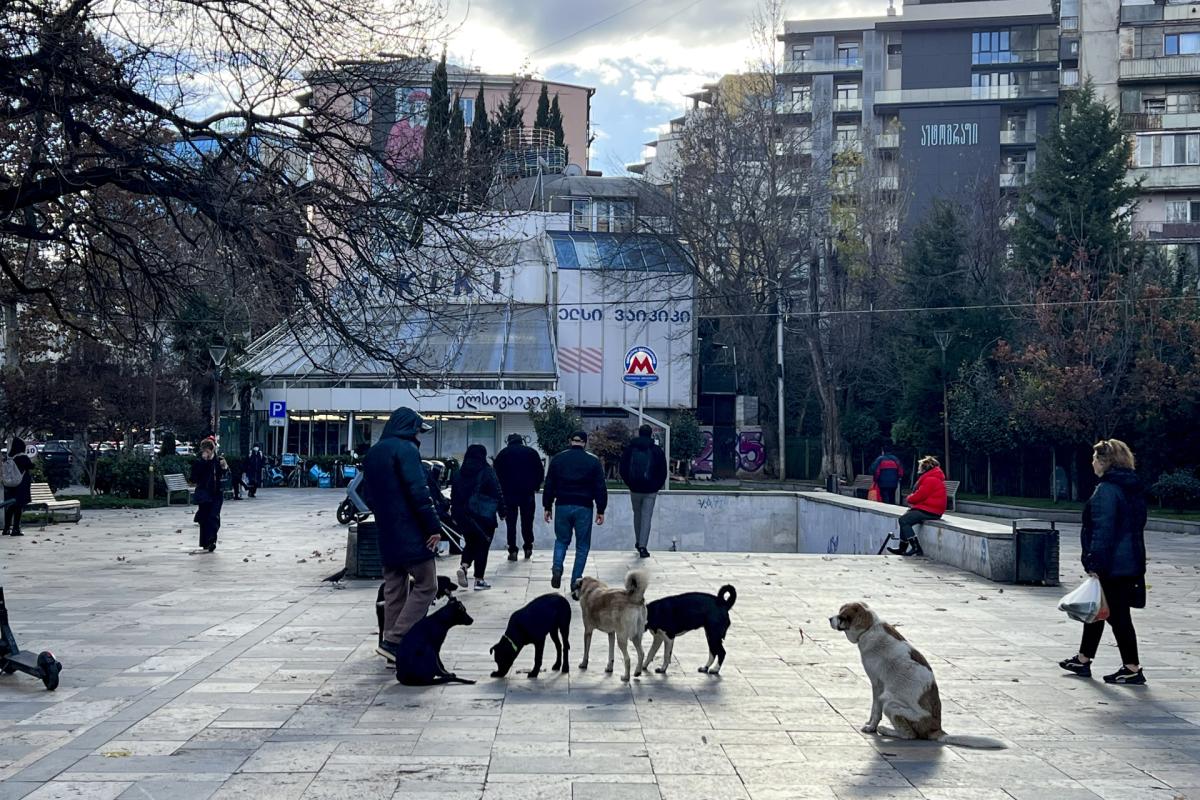 The capital of Georgia is welcoming towards homeless dogs and ...