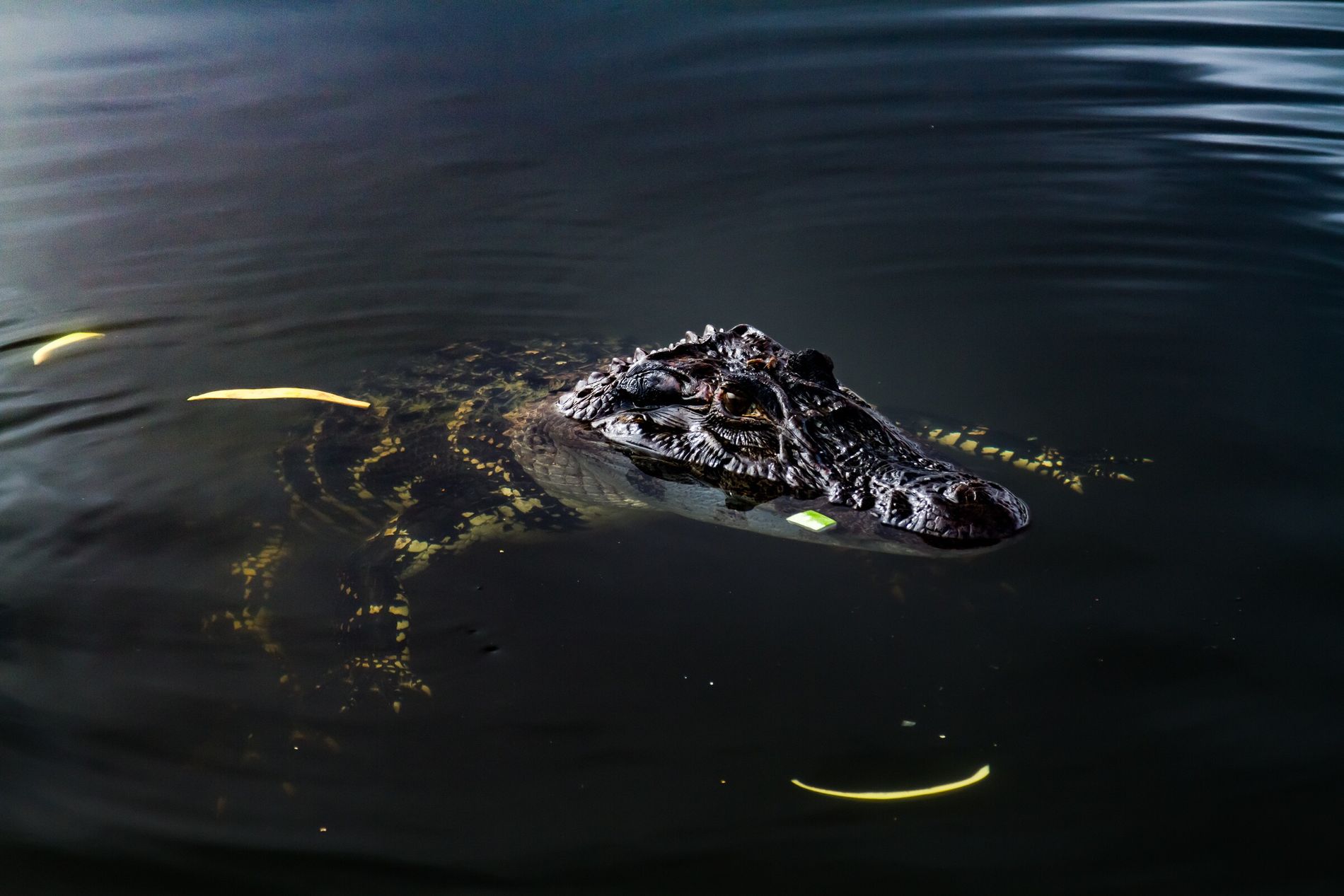 5 facts about the black caiman, the camouflage expert living in the ...