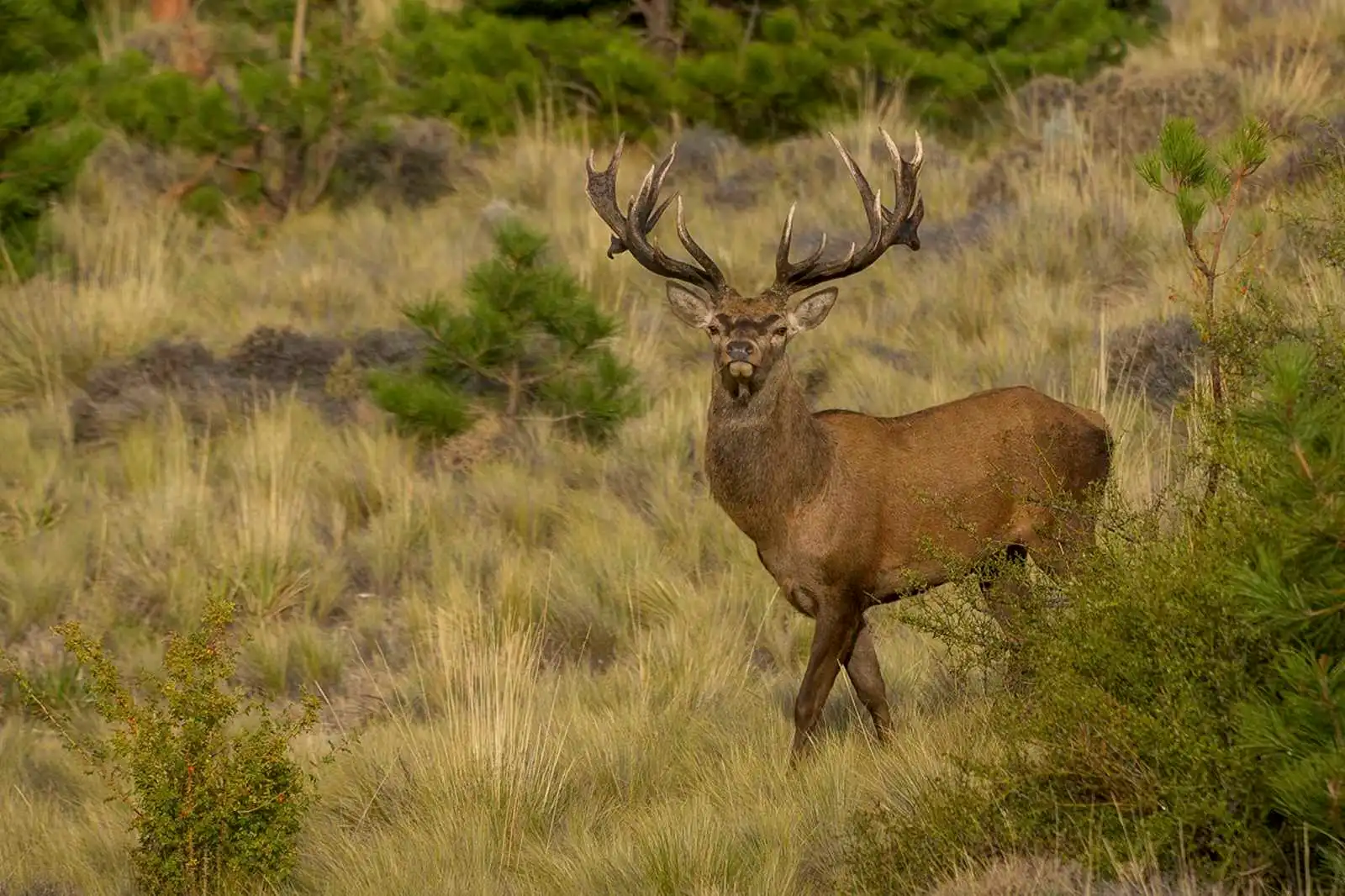 Incautan en Neuquén carne de ciervo colorado no apta para su ...