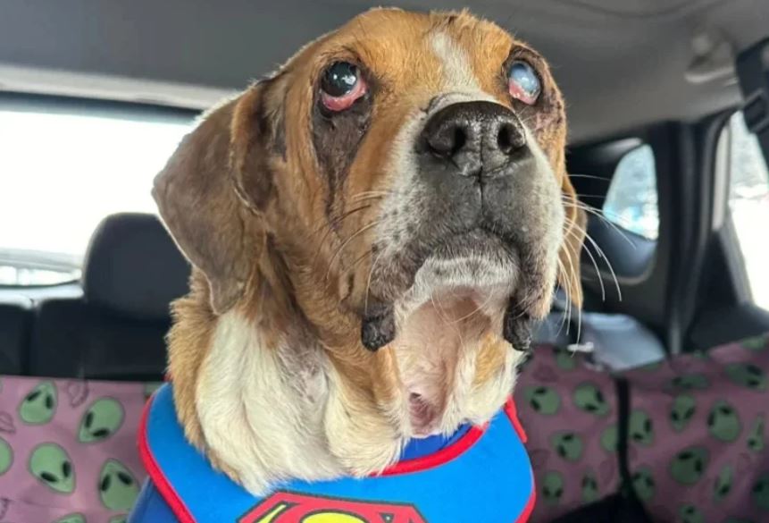 Colombia approves Angel Law, key against animal abuse - Noticias ...