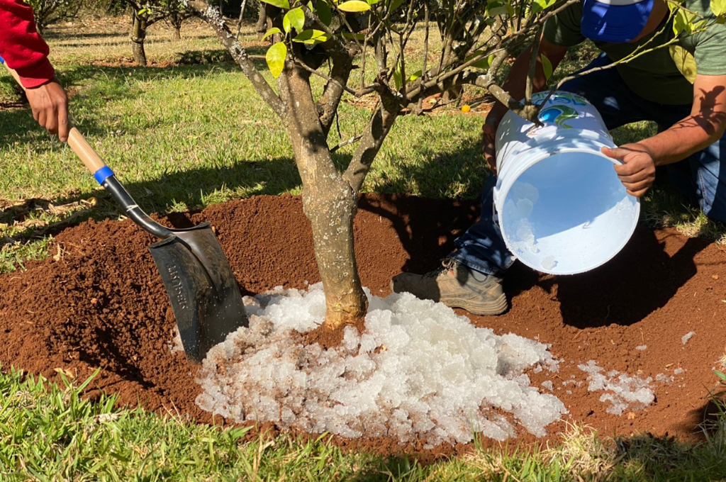 Mexican company invents "solid rain," a irrigation system to reduce ...
