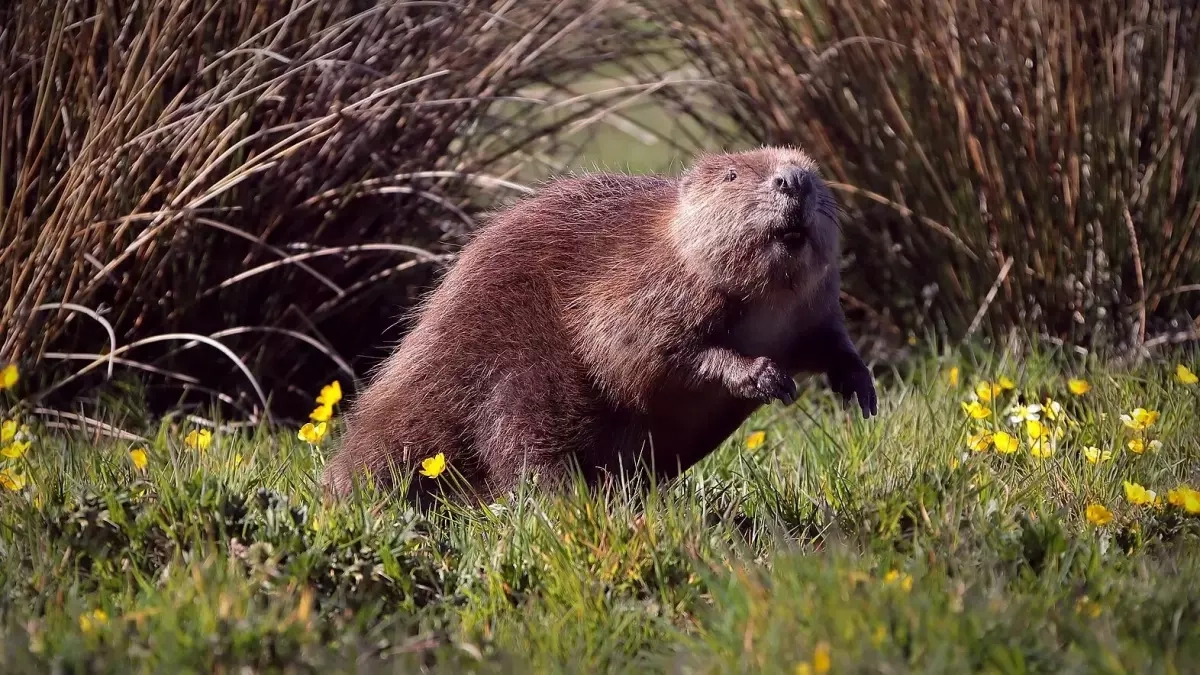 Depois de séculos de ausência, os castores retornam ao rio Tejo ...
