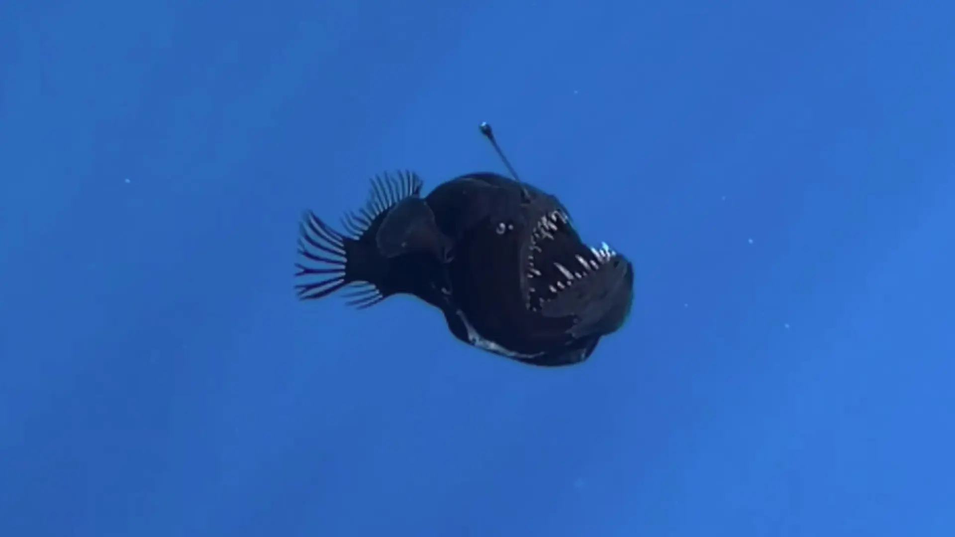 The black devil fish spotted in shallow waters has died: what lies ...