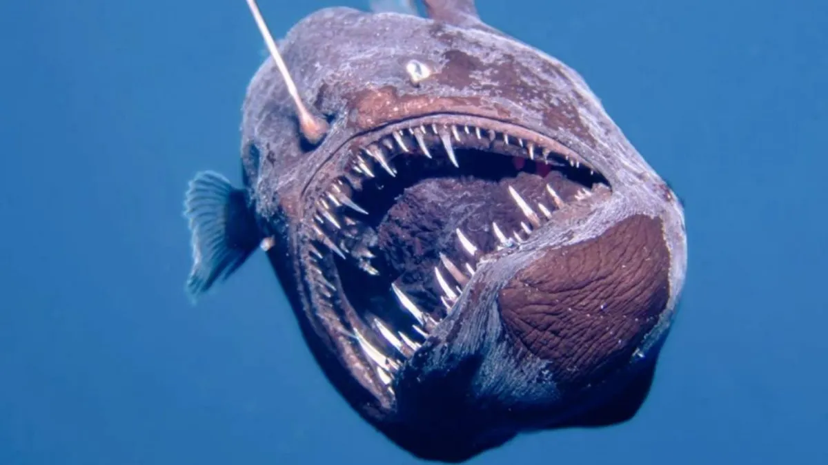The black devil fish spotted in shallow waters has died: what lies ...