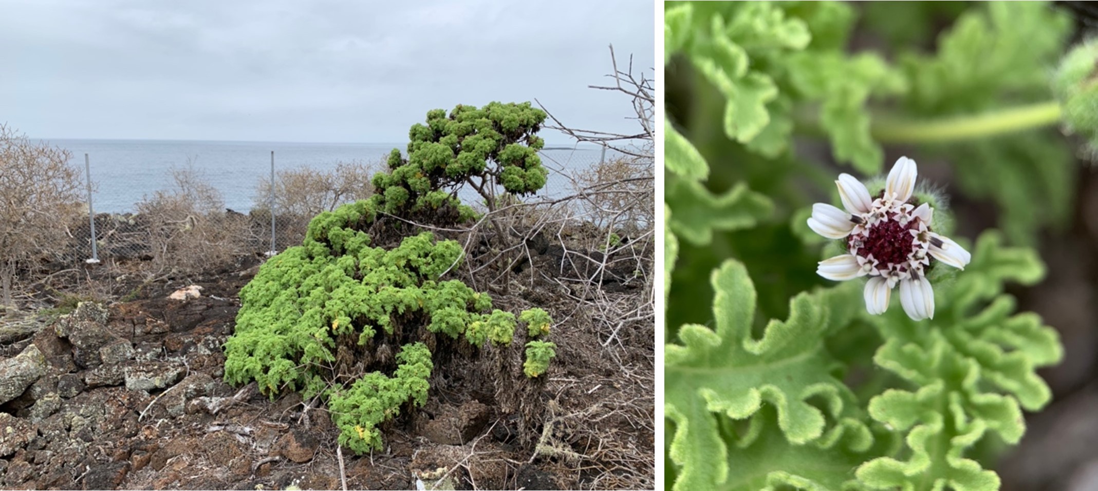 Encuentran ejemplares de una planta endémica de Galápagos en "peligro ...