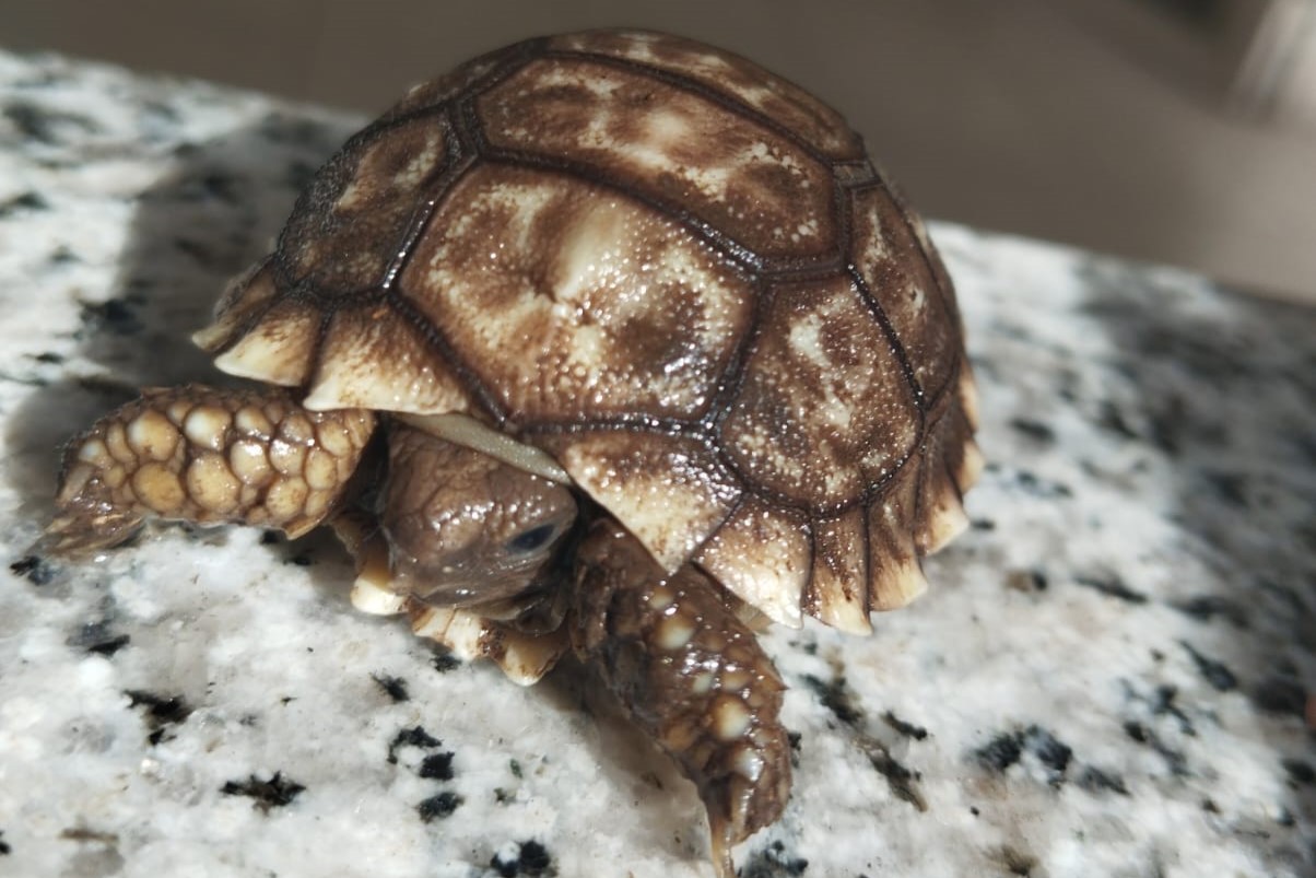 Una tortuga terrestre recién nacida se recupera en la Reserva de La Florida