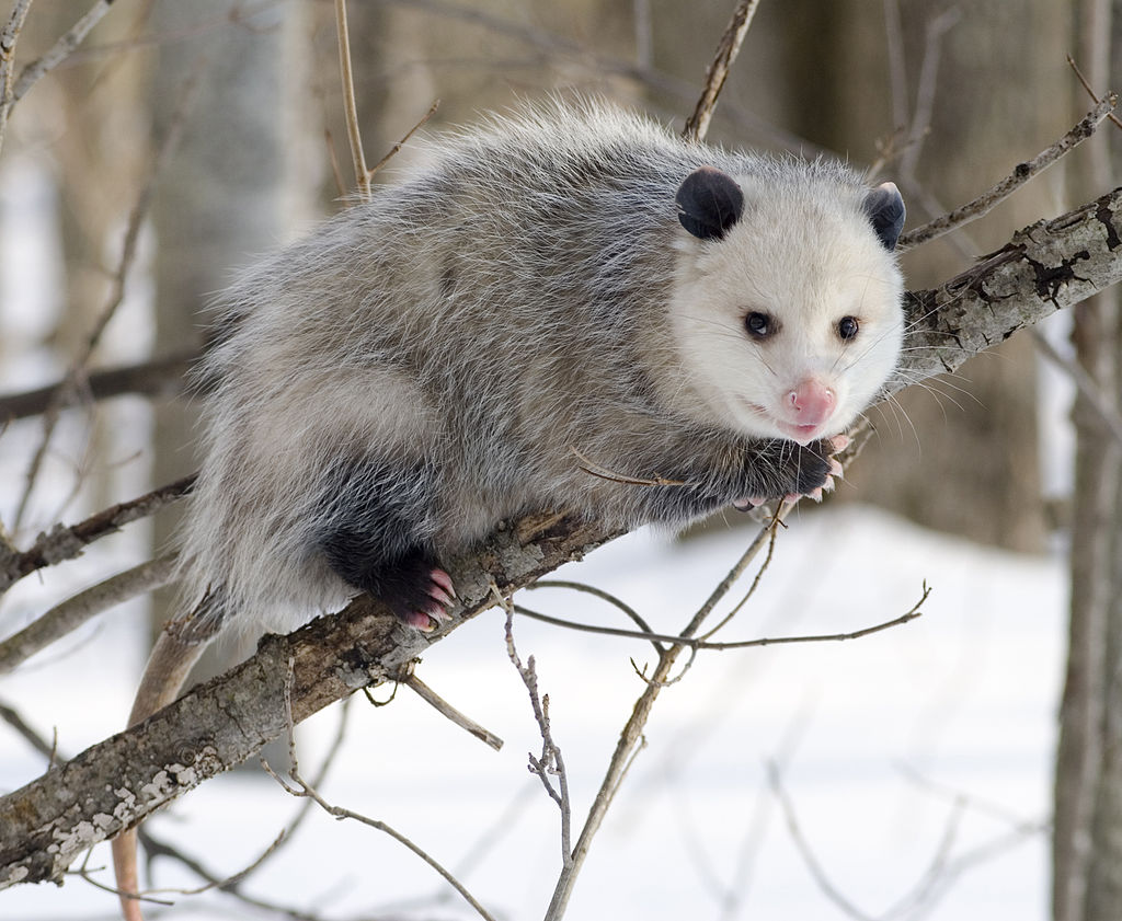 Opossums: Predators immune to scorpion venom - Noticias Ambientales