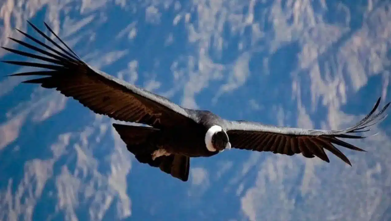 Condor Andino
