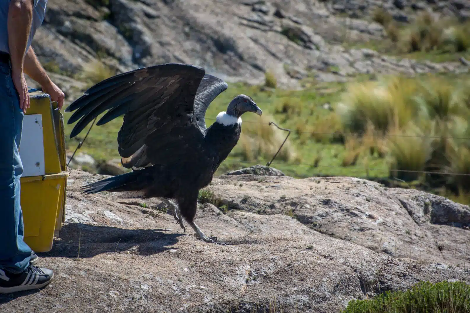 Two condors were released in the Quebrada del Condorito National Park ...