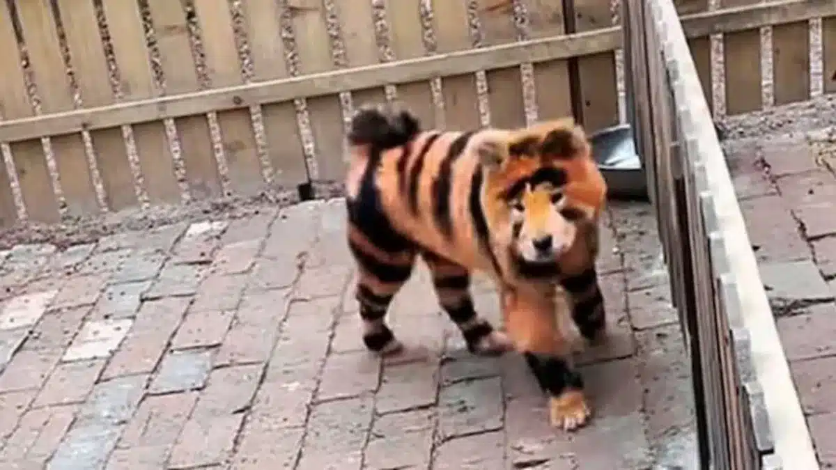 Controversy over animal abuse at Chinese zoo: The tiger and chow-chow ...