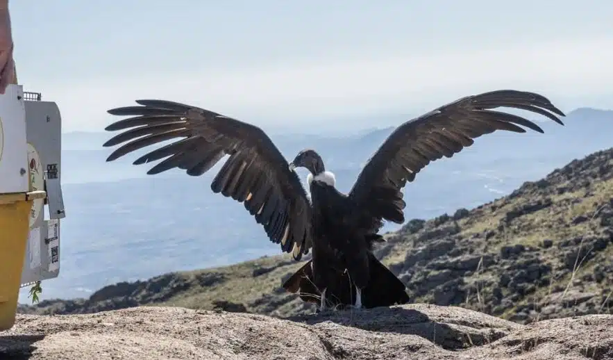 Cordoba: Two condors released after rehabilitation - Noticias Ambientales