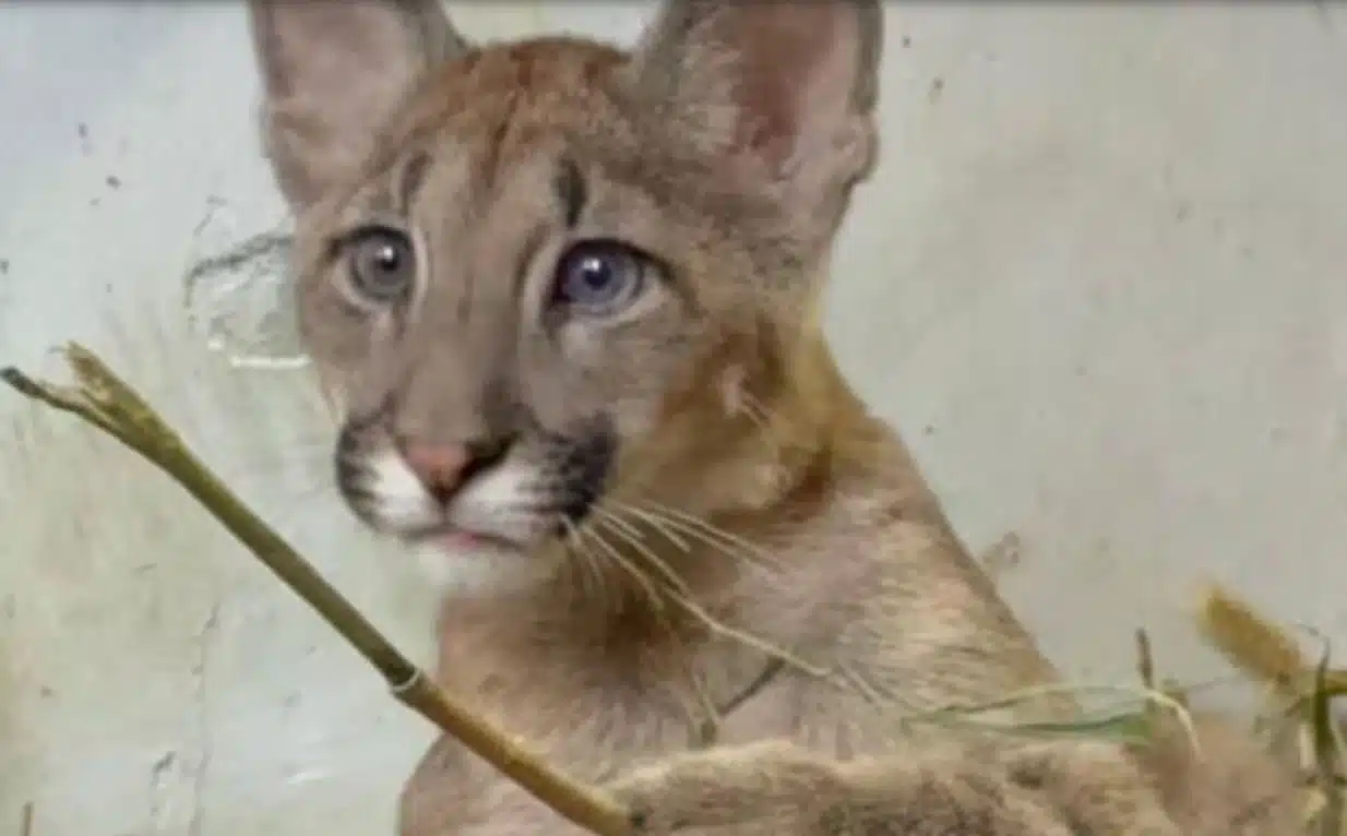 Um novo lar: a história de Sambi, a filhote de puma que nunca conheceu ...