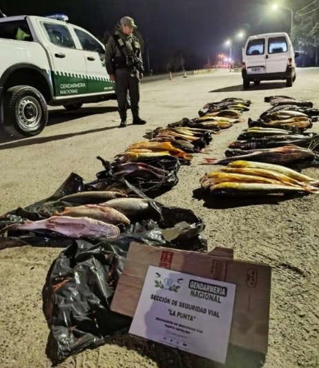 Food safety: unrefrigerated fish cargo confiscated - Noticias Ambientales