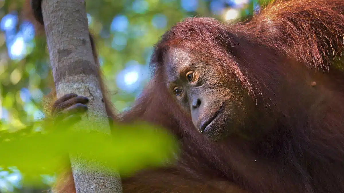 Tres orangutanes rescatados fueron liberados en su hábitat natural