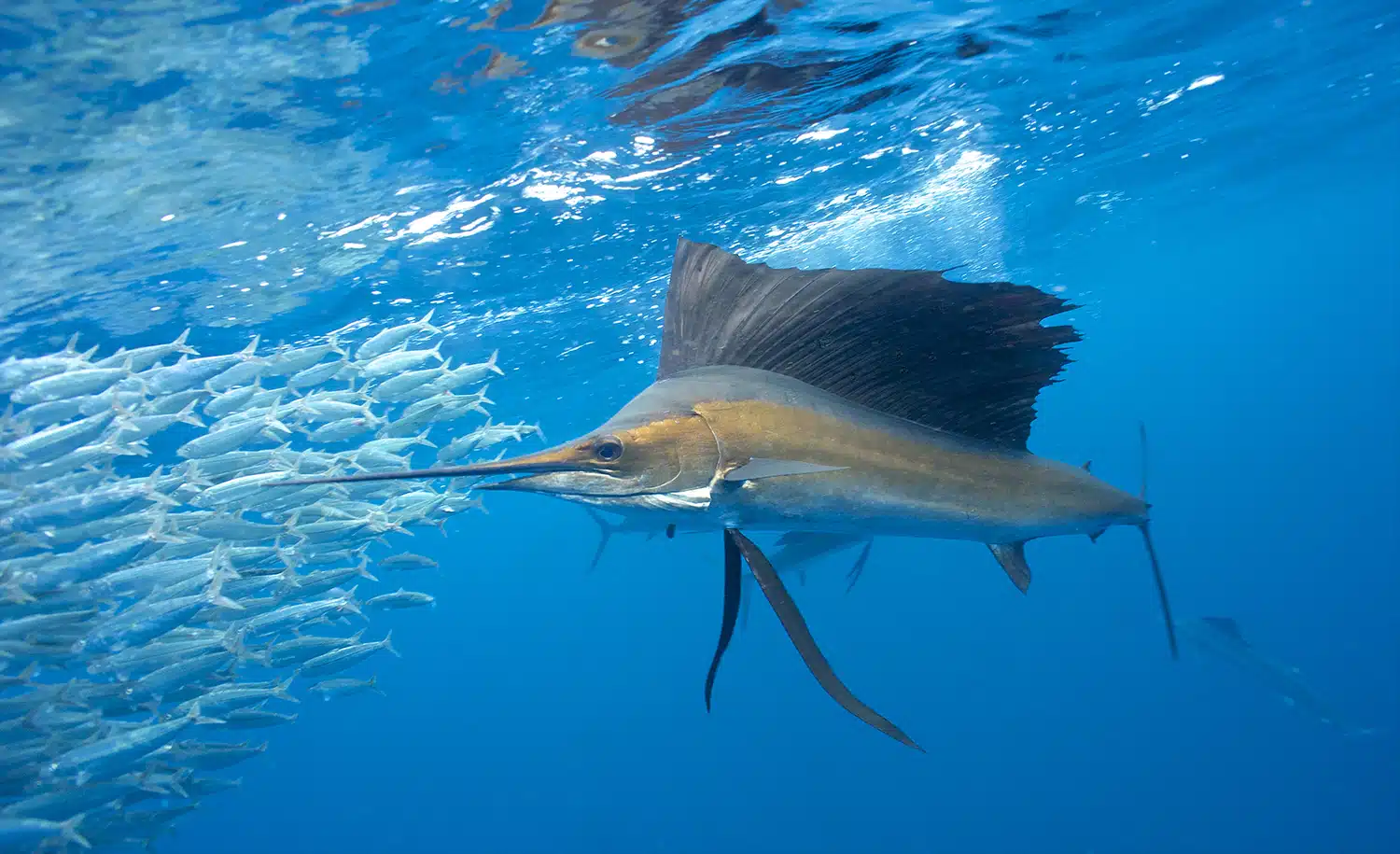 The sailfish: the fastest swimmer in the ocean breaking speed records ...