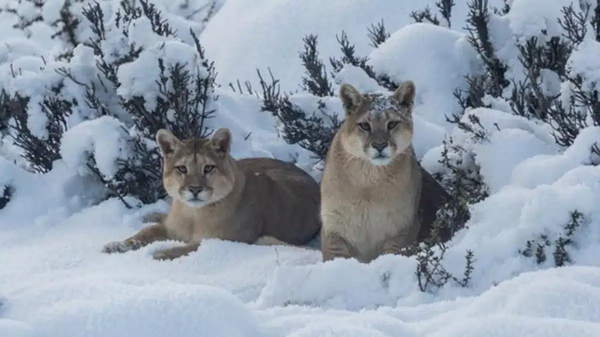 Pumas in Patagonia: why the great feline of America is an essential ...