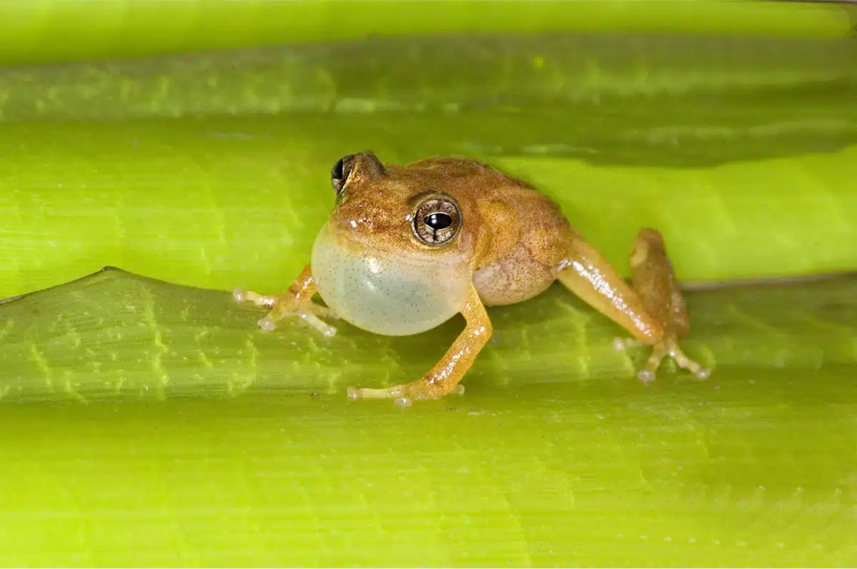 El coquí de Puerto Rico, una rana diminuta en peligro de extinción