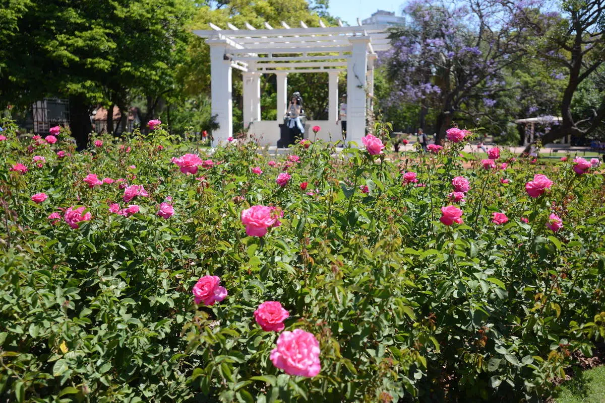 The secret Rose Garden of Buenos Aires: a hidden gem with over 3600 ...