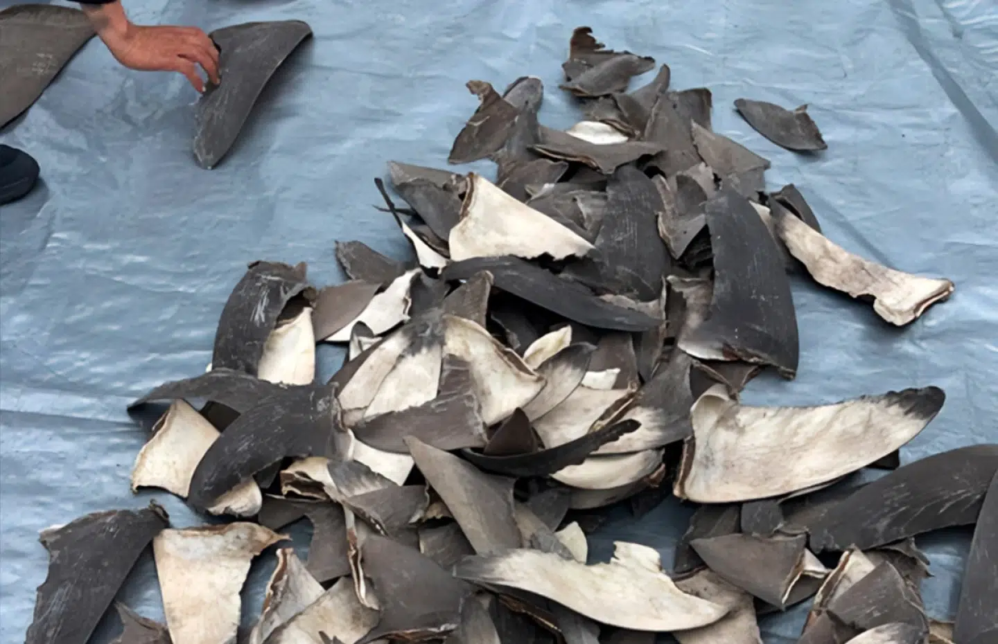 Operation against the trafficking of species: over two tons of shark ...