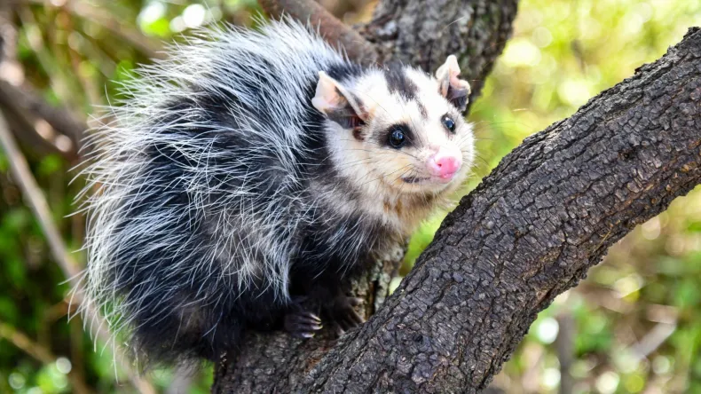 Returning Home: Santa Fe released hundreds of wild animals during 2024 ...