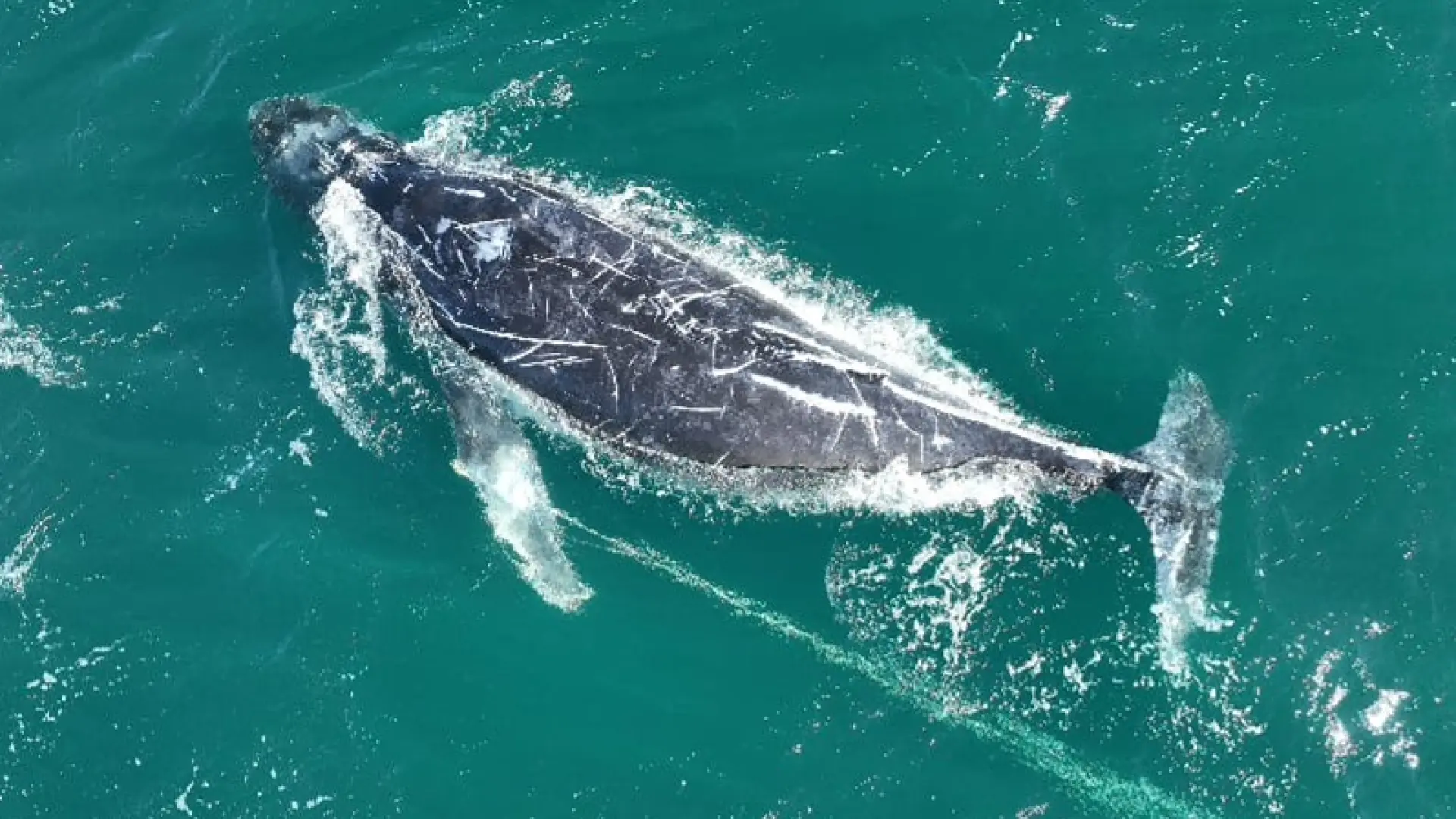 Australia intensifica la búsqueda de una ballena jorobada