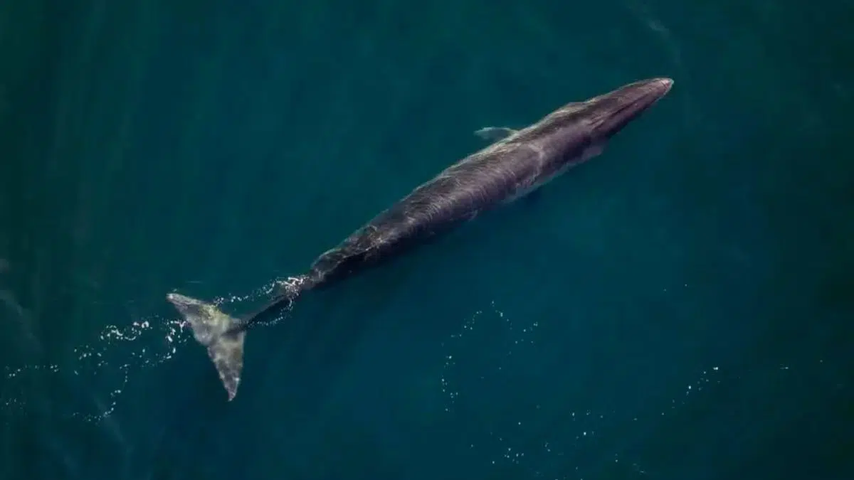Ballenas sei: ciencia, conservación y turismo sostenible en Chubut
