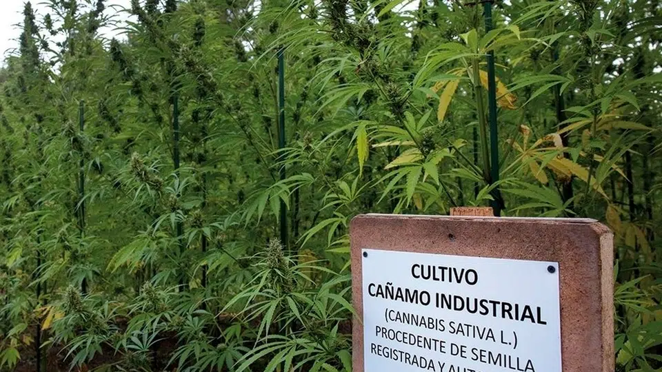 Hemp plant: discovering the unusual, extraordinary, and unexpected uses ...