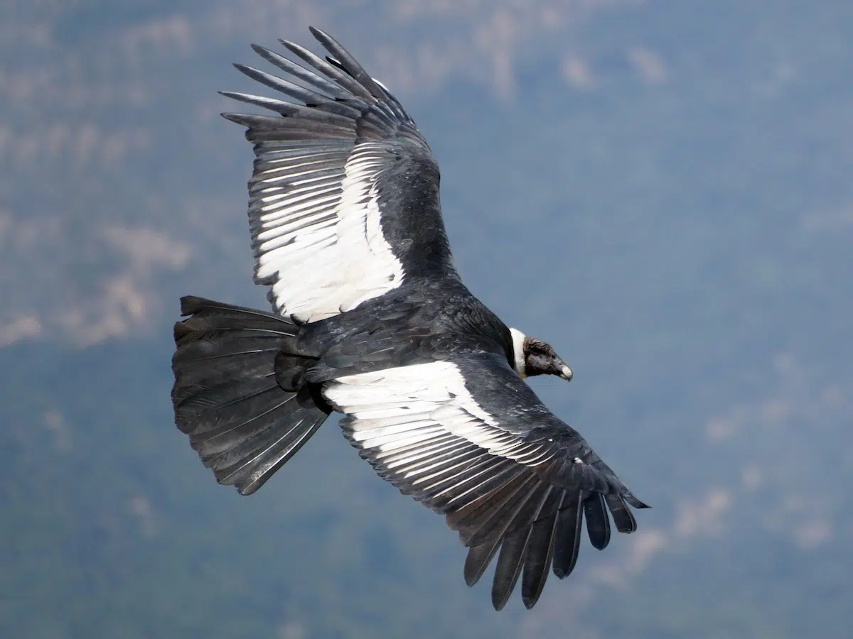 Andean condor: The work of rescuing, rehabilitating, and protecting a ...