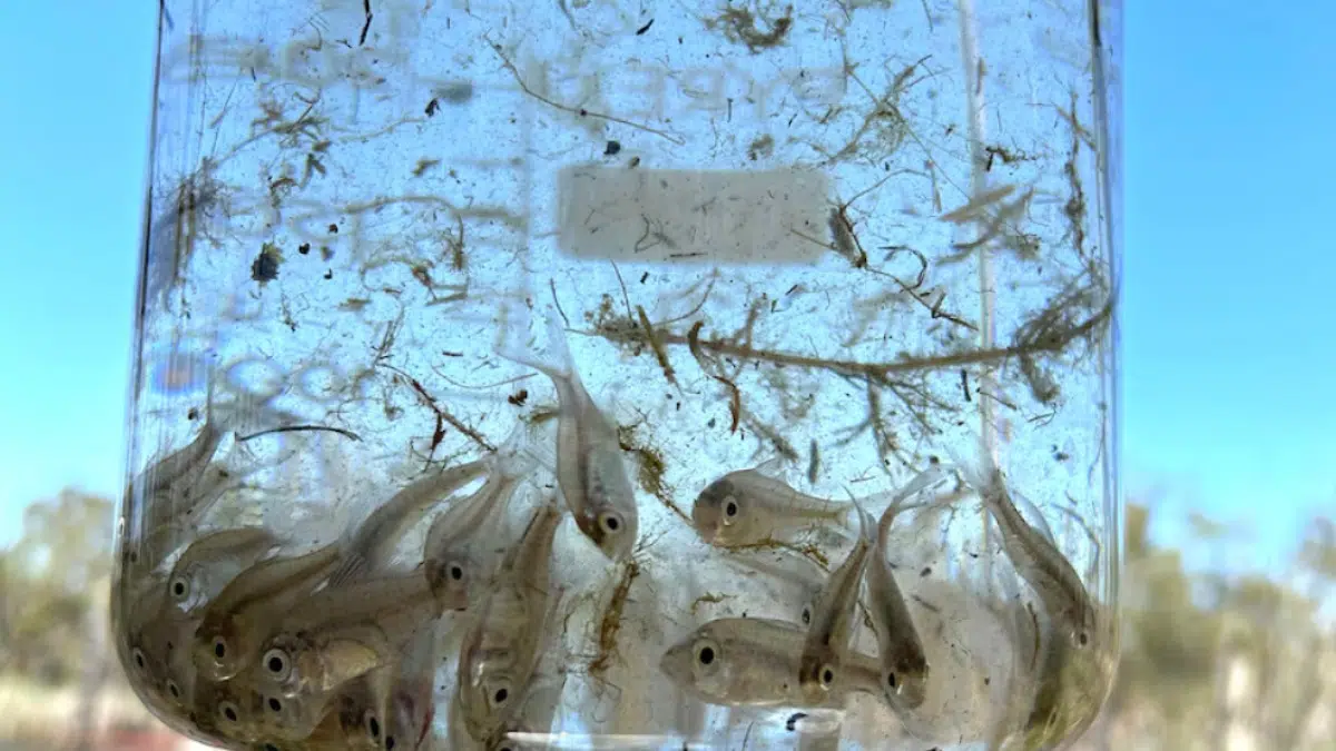 Reappearance of extinct species: iconic fish return in Australia and ...