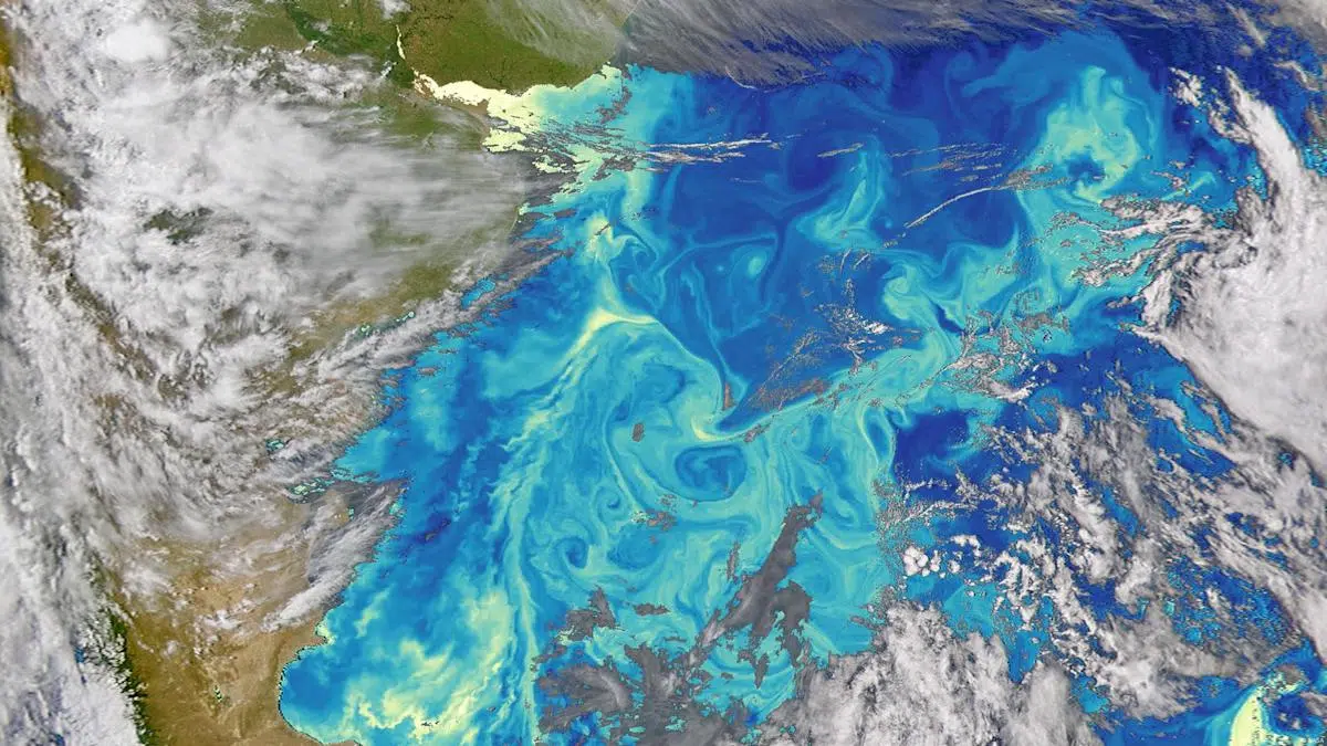 Changes in ocean color reveal a global redistribution of phytoplankton ...