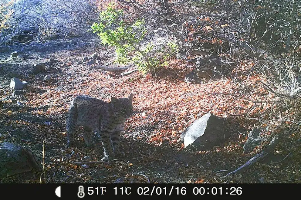 Neuquén se volvió el escenario de un hito para la naturaleza: tres ...