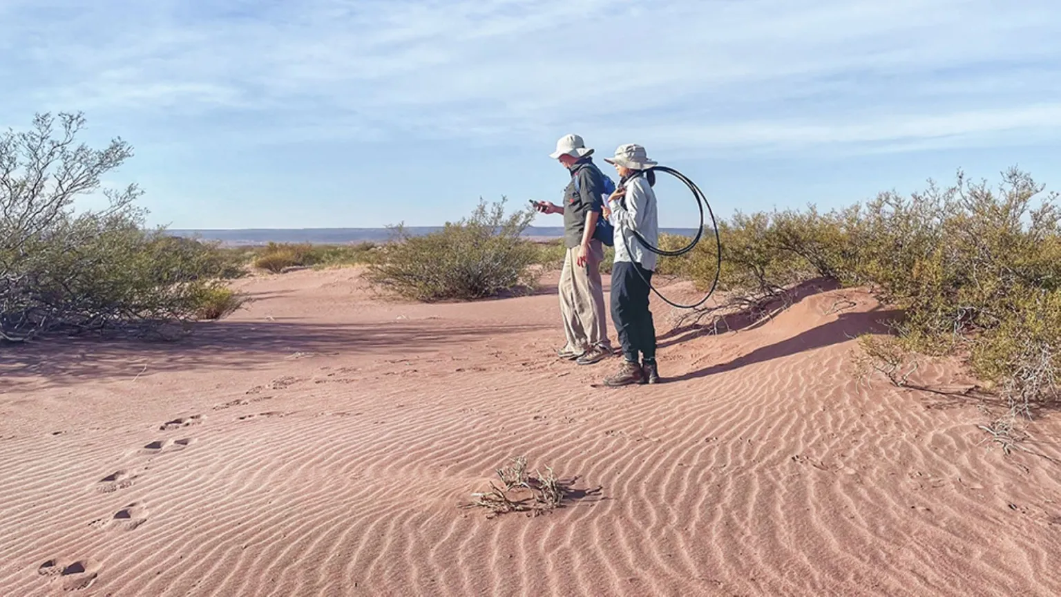 The lizard that "swims" among the dunes to protect itself from ...