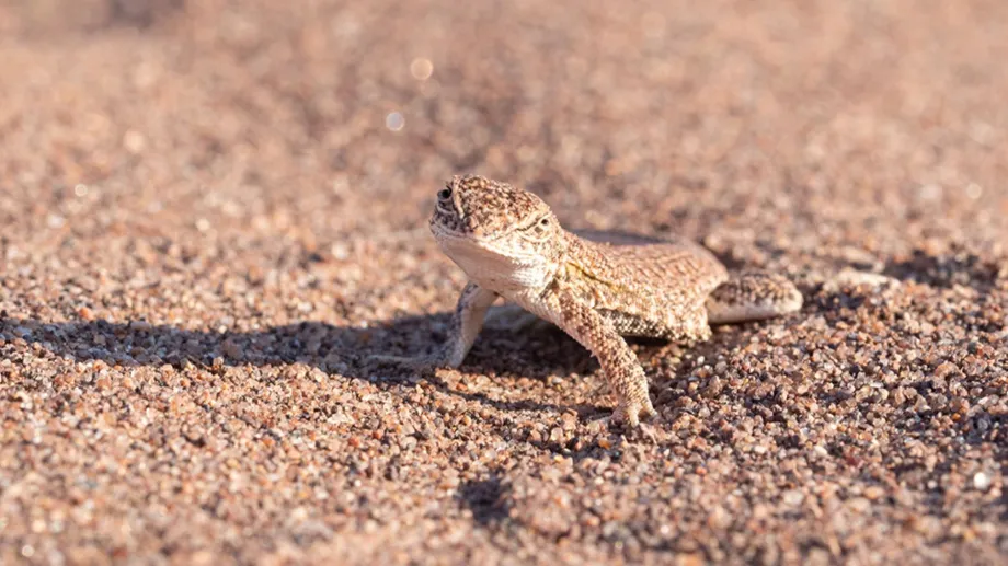 The lizard that "swims" among the dunes to protect itself from ...