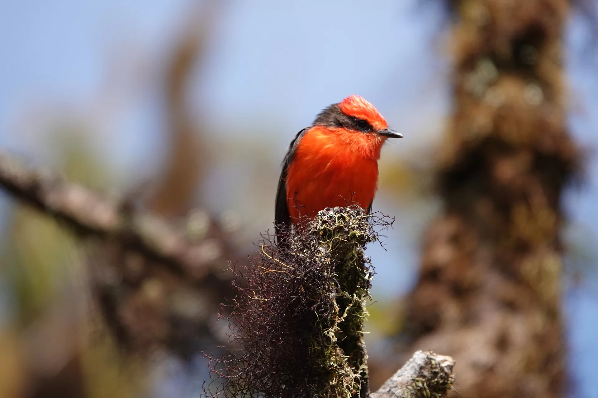 The red-billed tropicbird is back on the Galápagos Islands thanks to ...
