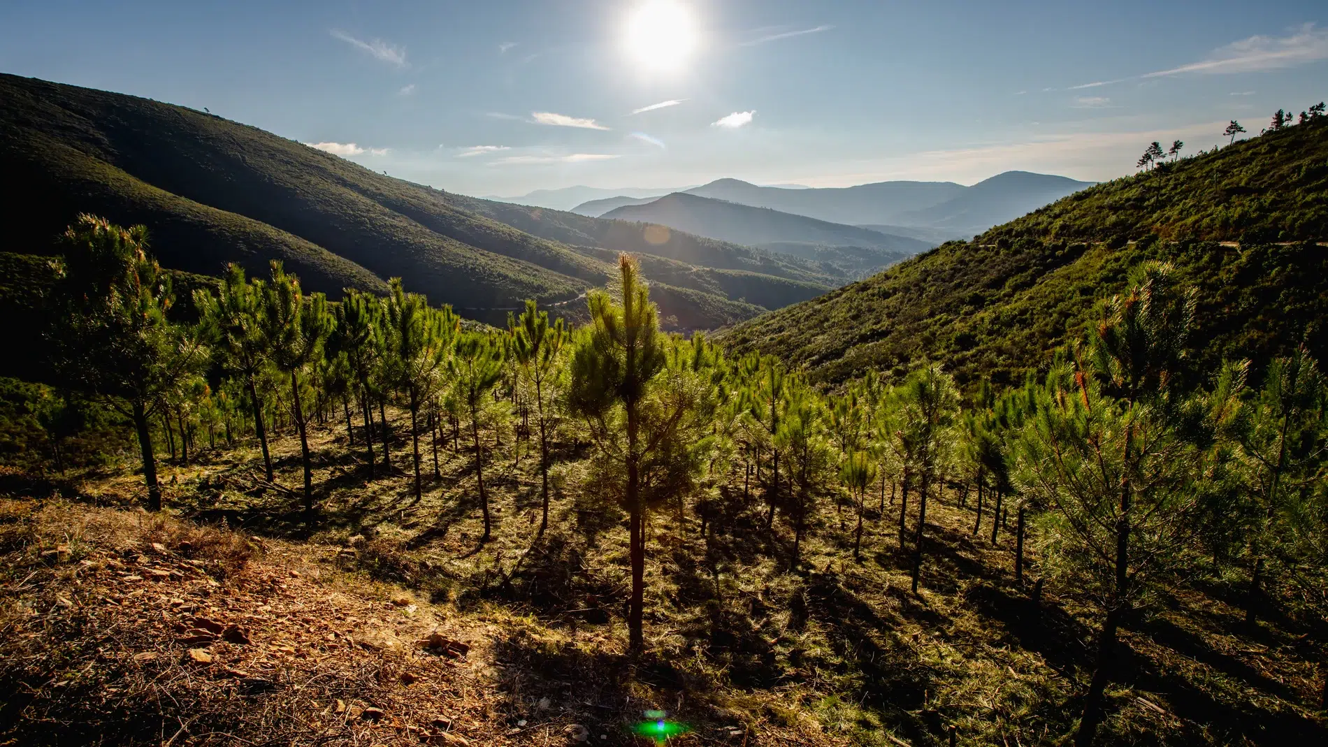 Reforestation not always cooling: a study reveals new findings on the ...