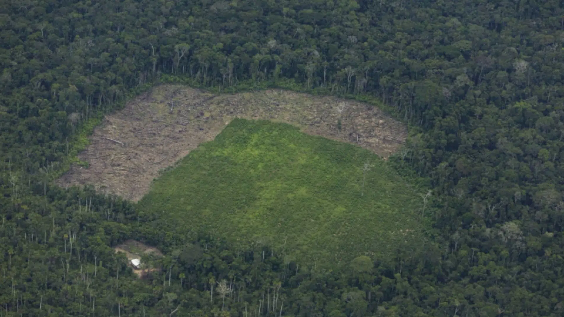 Deforestation in the Peruvian Amazon: Over three million hectares of ...
