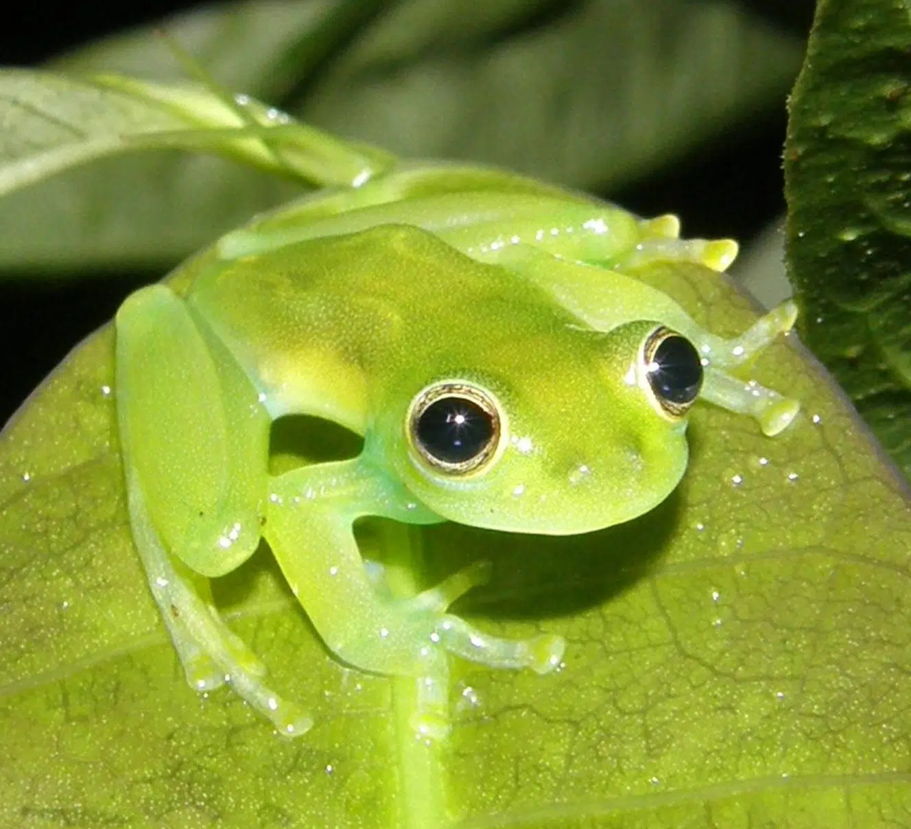 A new "glass" frog species is discovered in Ecuador after 25 years with ...