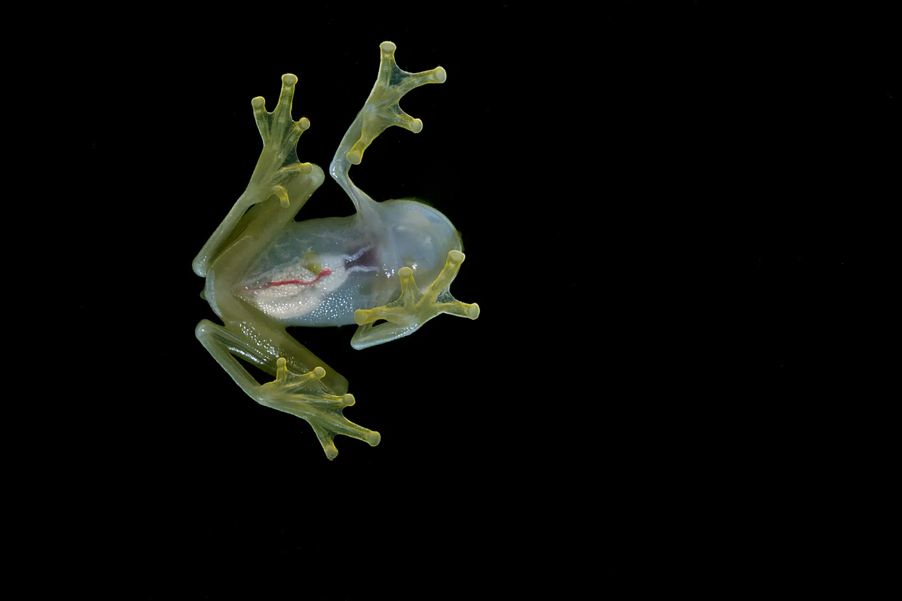 A new "glass" frog species is discovered in Ecuador after 25 years with ...