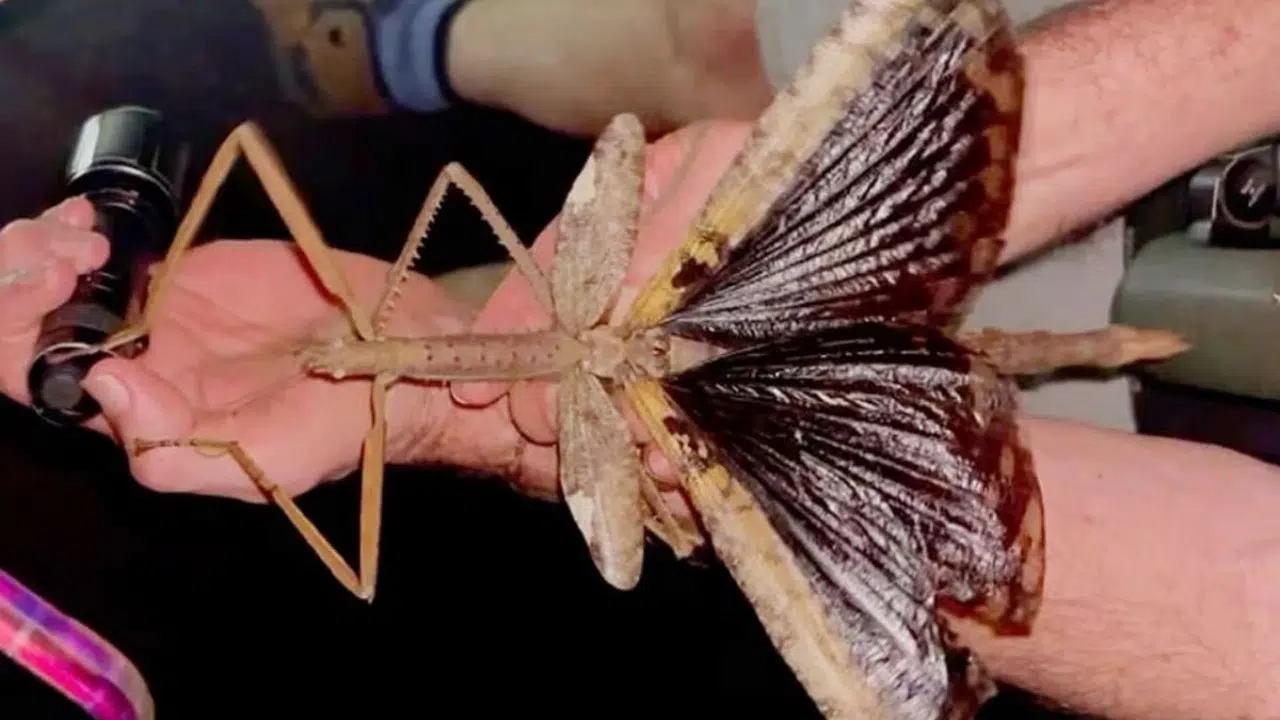 Discovery of a new species in the Australian jungle: Giant Walking ...