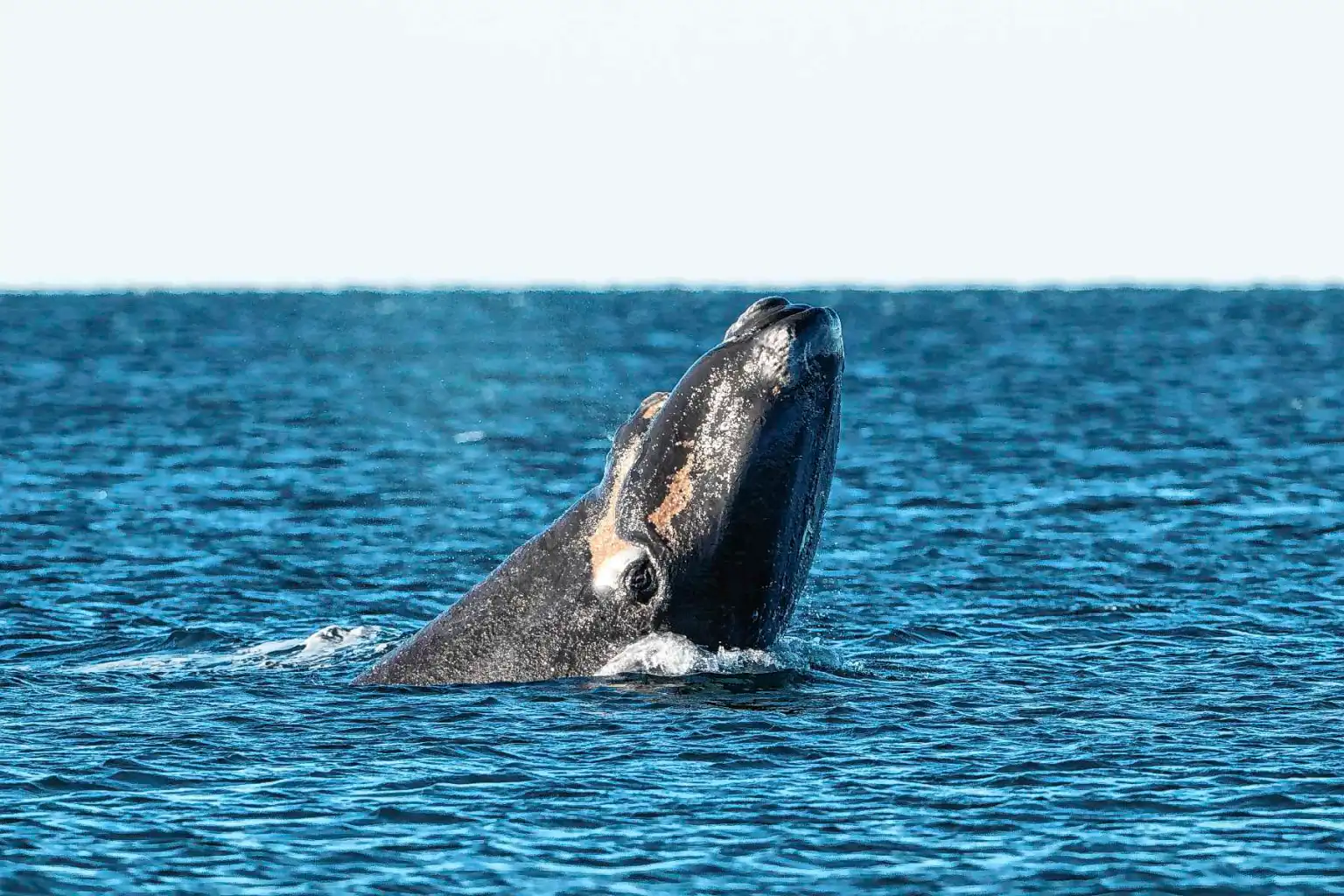 Puerto Madryn: the ideal setting for the natural spectacle of whales ...