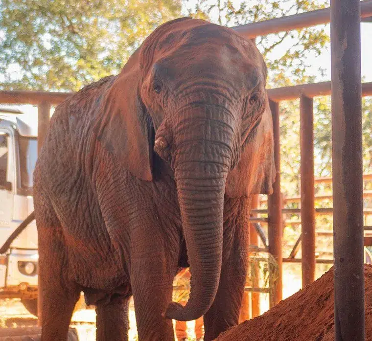 Kenya, la elefanta que trasladada a un santuario en Brasil, recupera su ...