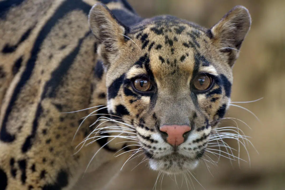 Clouded Leopards: Hope is reborn among the trees of Tanjung Puting ...