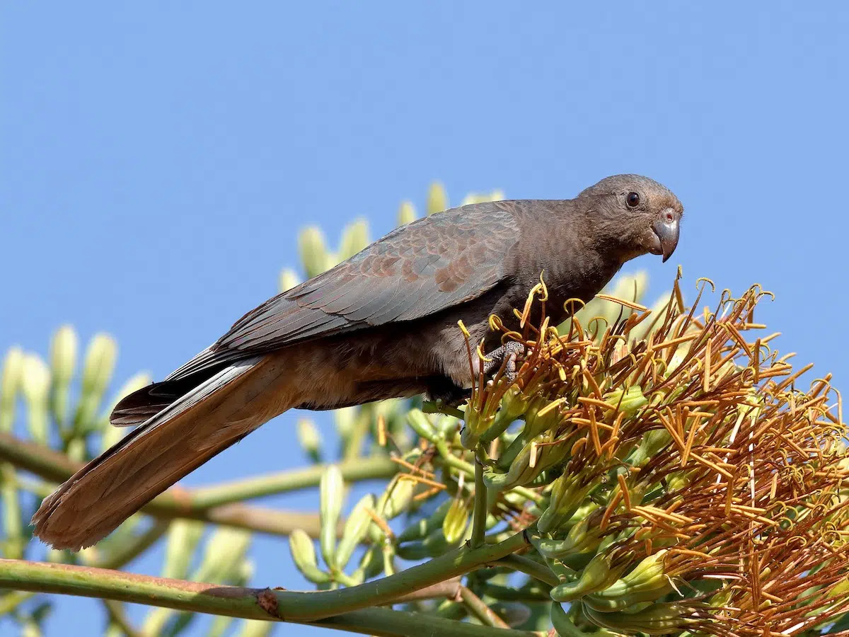 The Black Parrot of Seychelles: An Endemic Species Symbolizing ...