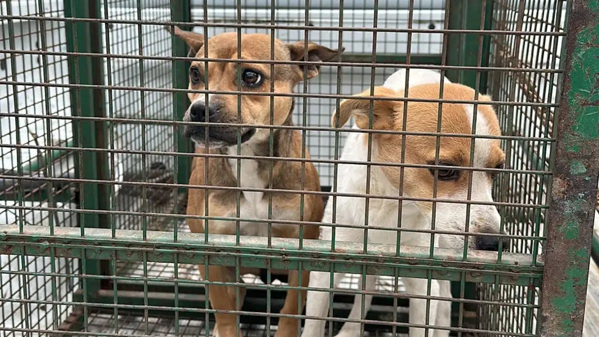 Propose to create a national registry of people convicted of animal ...