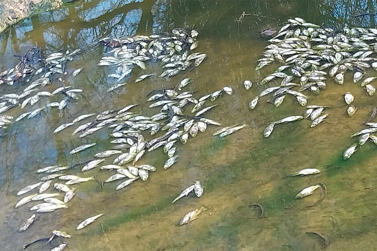 Entre Ríos on environmental alert due to appearance of dead fish in El Curro stream. - Noticias ...