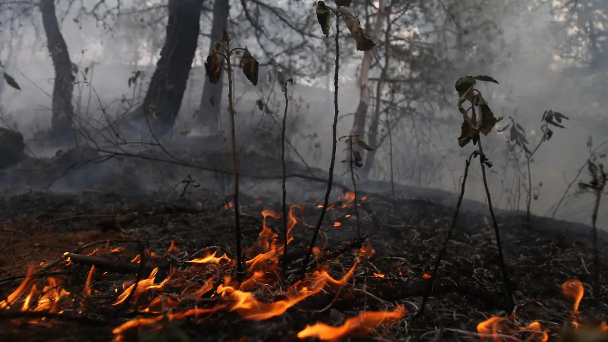 Mexico in the global top for forest loss: fires and deforestation ...