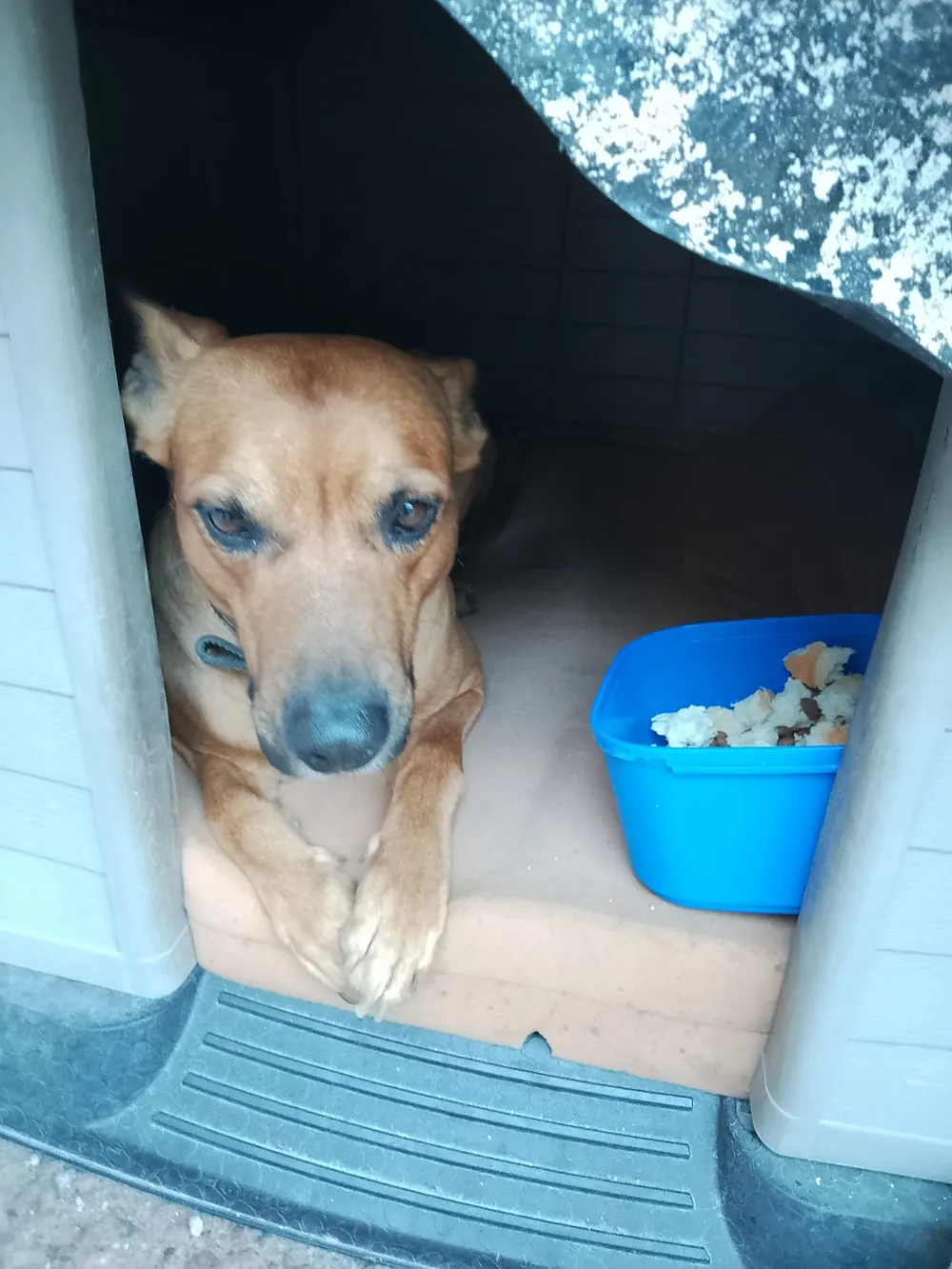 Un abrigo de amor en las noches más frías salvó su vida: la emotiva ...